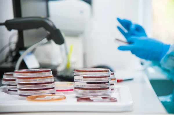 Working table with Biological samples on the microbiology laboratory ...