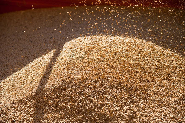 Mixing the grain Stock Photos, Royalty Free Mixing the grain Images ...