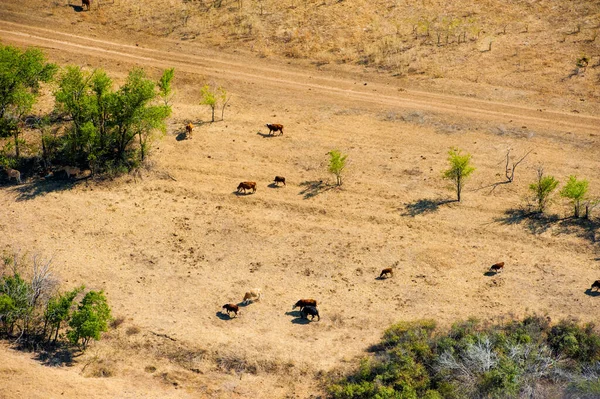 Outback cattle station Stock Photos, Royalty Free Outback cattle ...