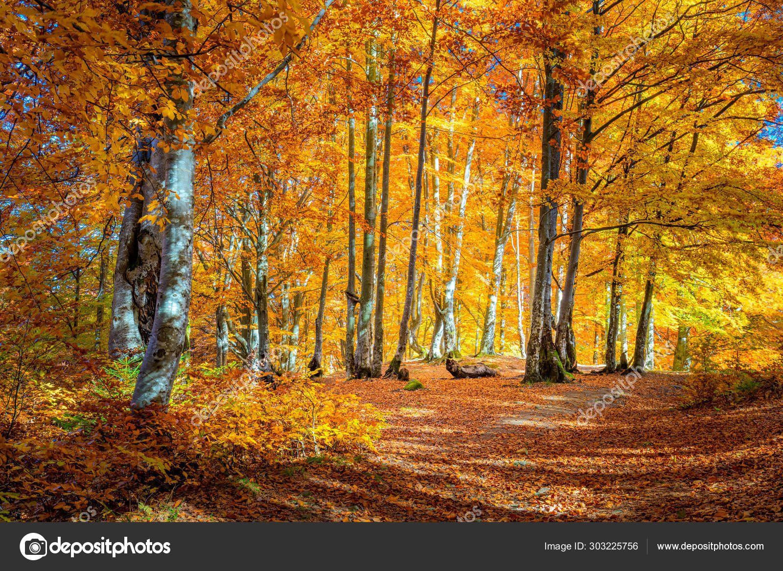 Beautiful Sunny Fall Day