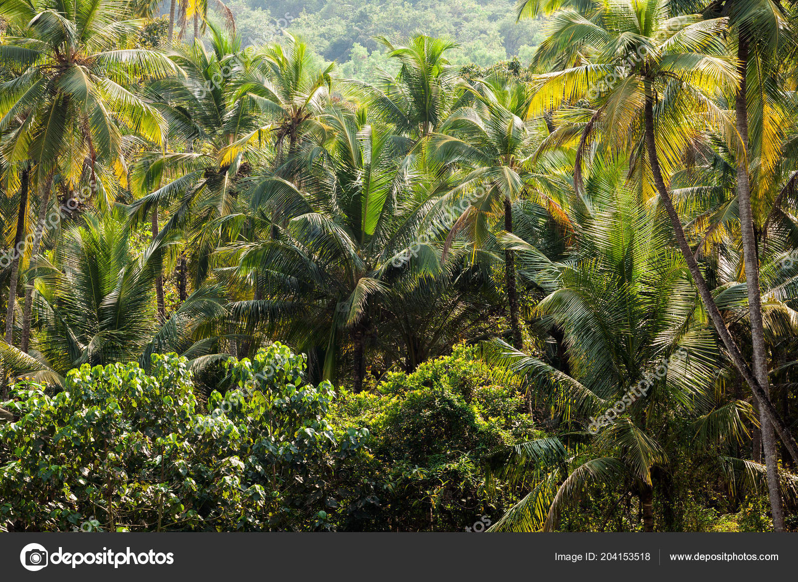 Coconut Trees In Rainforest