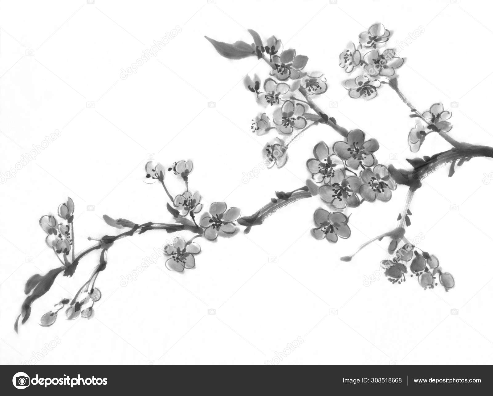 Chinese Cherry Blossom Tree Branch Drawing