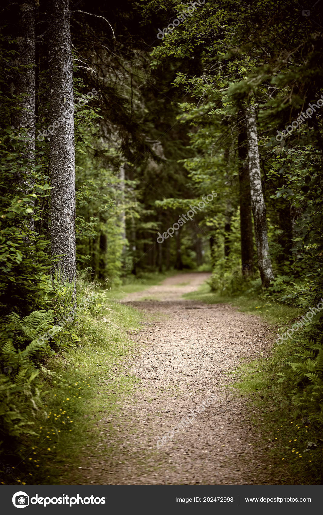 Summer Forest Path Trees Green Leaves Stock Photo by ©elenathewise ...