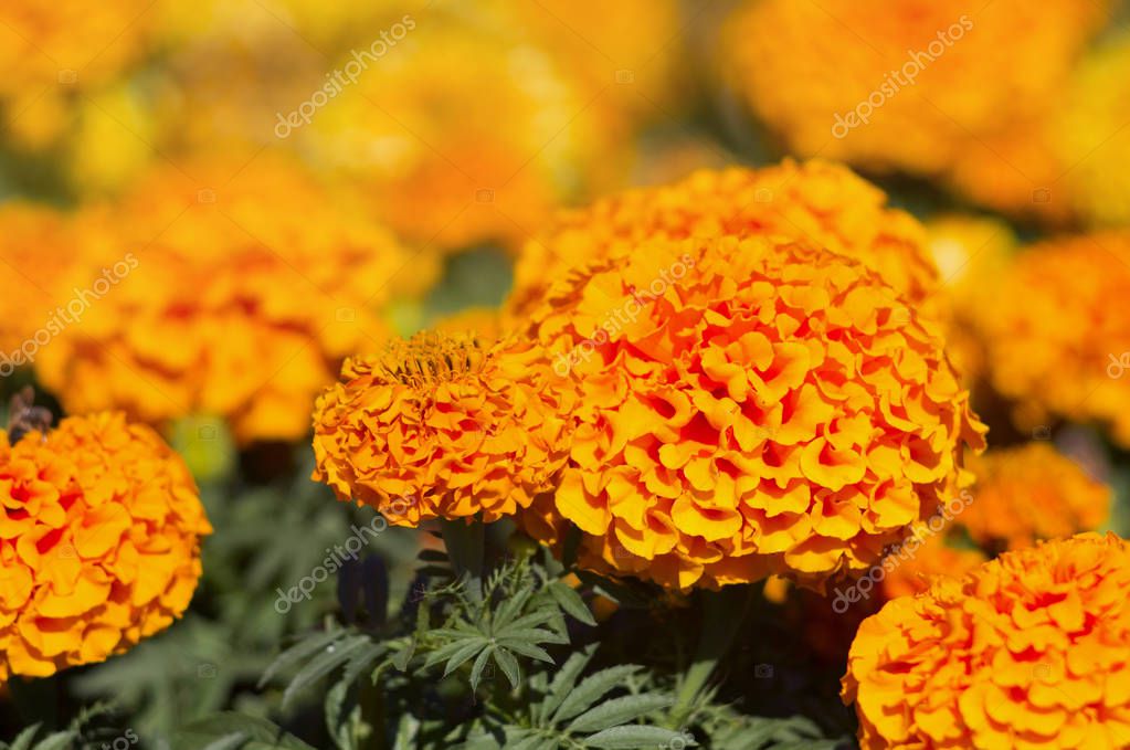 Muchas flores hermosas en el jard n. A menudo se les llama cal ndula ...