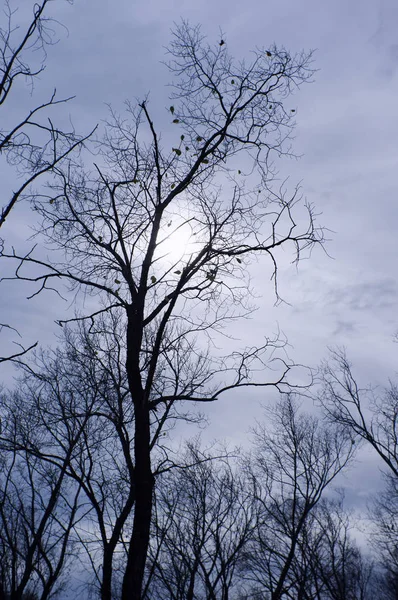 Dead tree branches Stock Photos, Royalty Free Dead tree branches Images ...