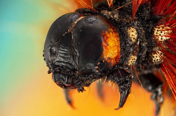 Los insectos de europa Stock Photos, Royalty Free Los insectos de ...