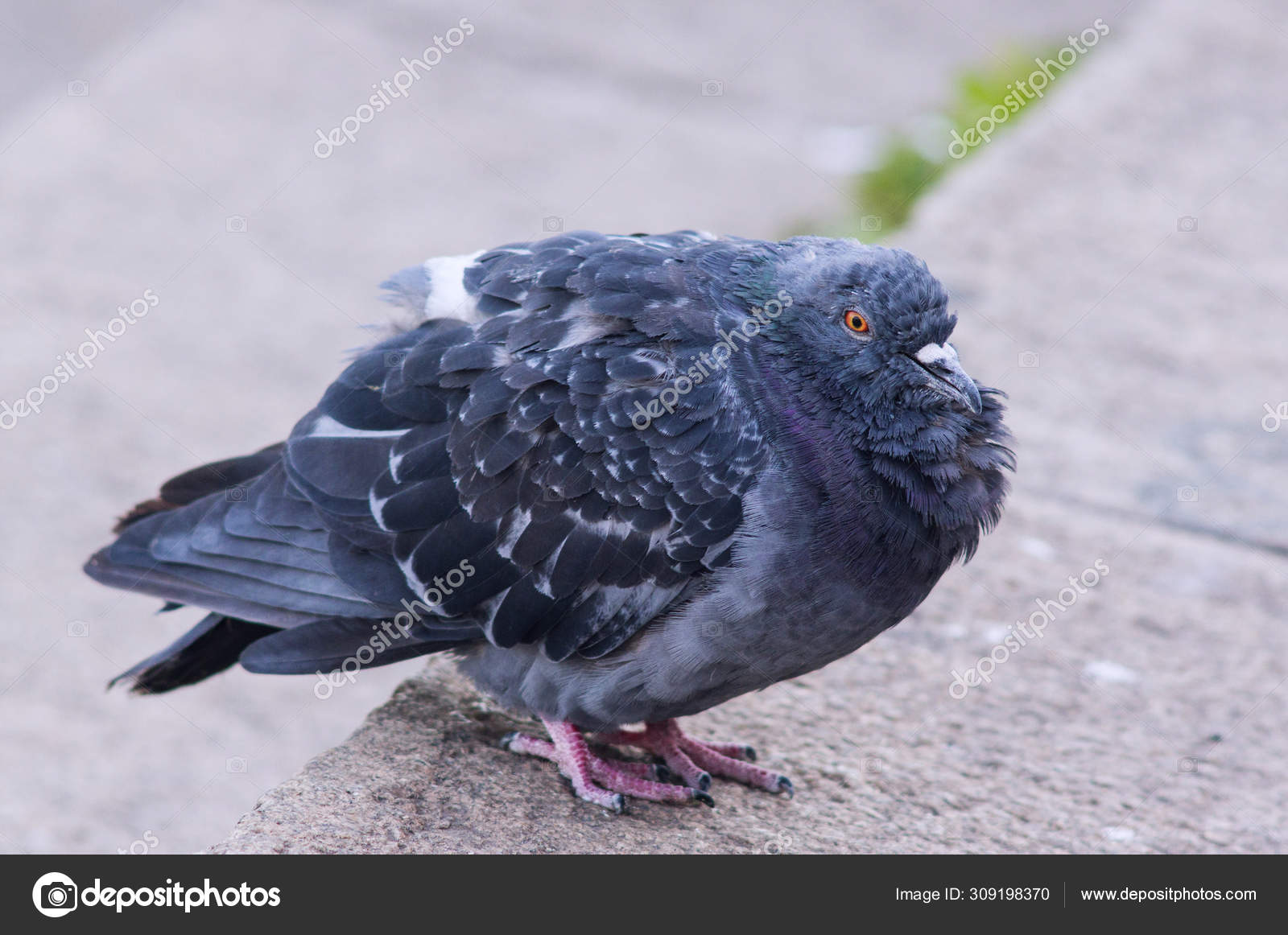 Fluffy Ruffled Sick Pigeon Sitting Asphalt Stock Photo by ©Bastetamon ...