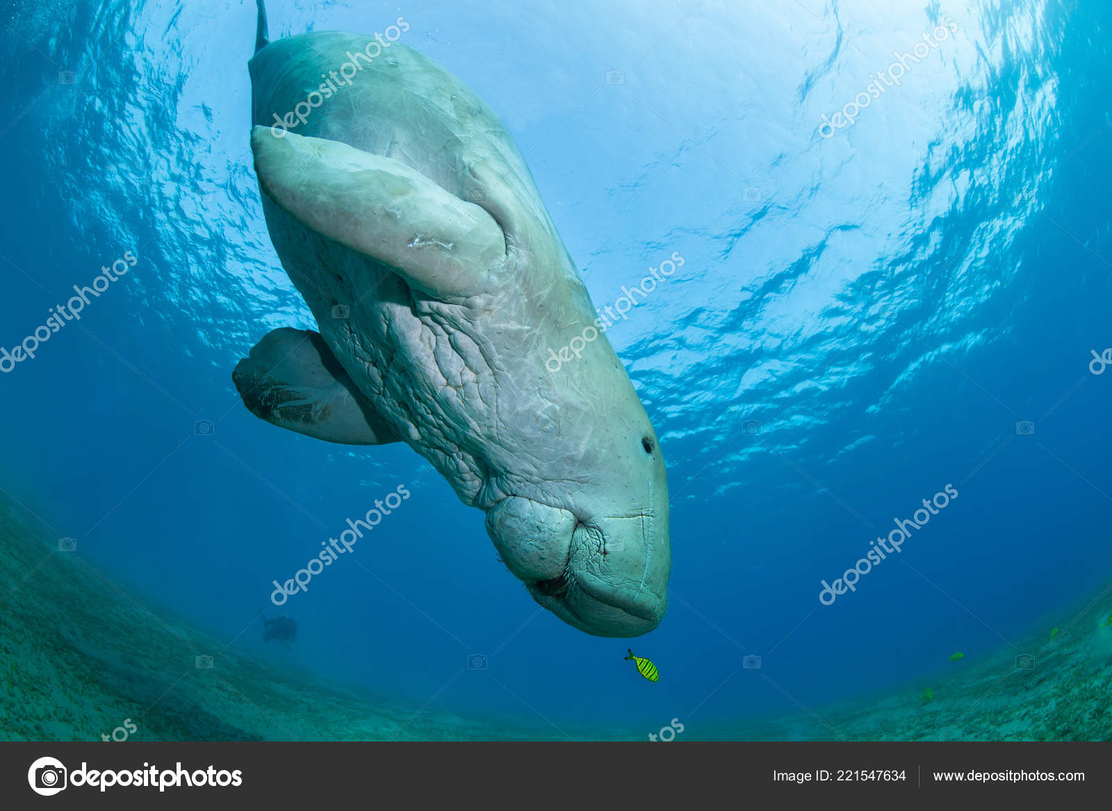 Dugong Surrounded Yellow Pilot Fish Stock Photo by ©berndneeser 221547634