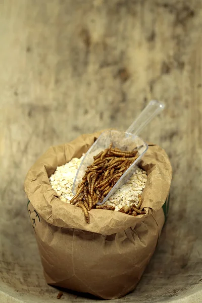 Meal worm Stock Photos, Royalty Free Meal worm Images | Depositphotos