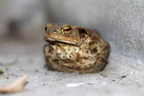 Poop toad Stock Photos, Royalty Free Poop toad Images | Depositphotos