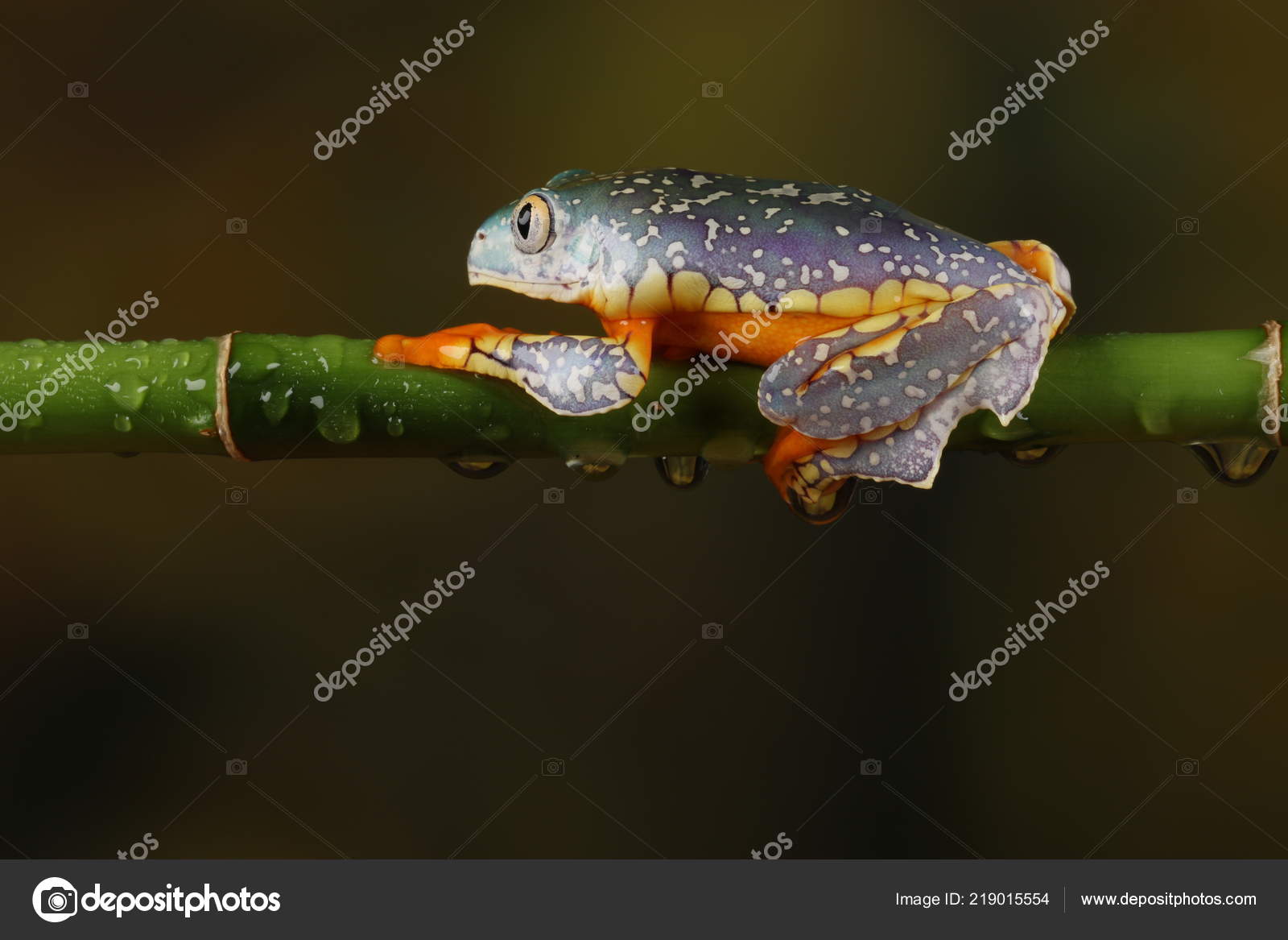 Side View Colorful Fringe Tree Frog Hanging Green Twig — Stock Photo ...