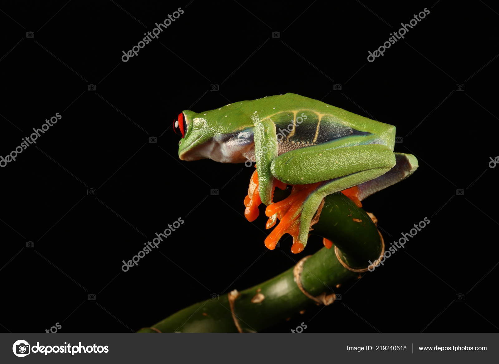 Red Eyed Tree Frog Bamboo Stem — Stock Photo © theclarkester #219240618