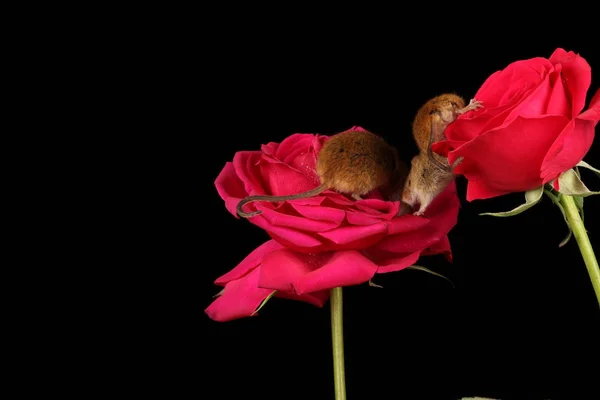 Rose mice Stock Photos, Royalty Free Rose mice Images | Depositphotos