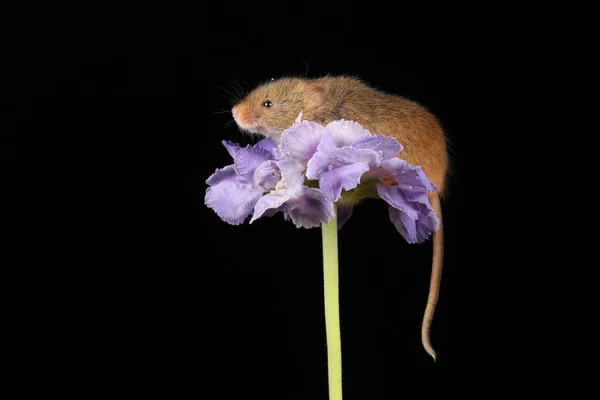 Imágenes de Ratón con flor, fotos de Ratón con flor sin royalties ...