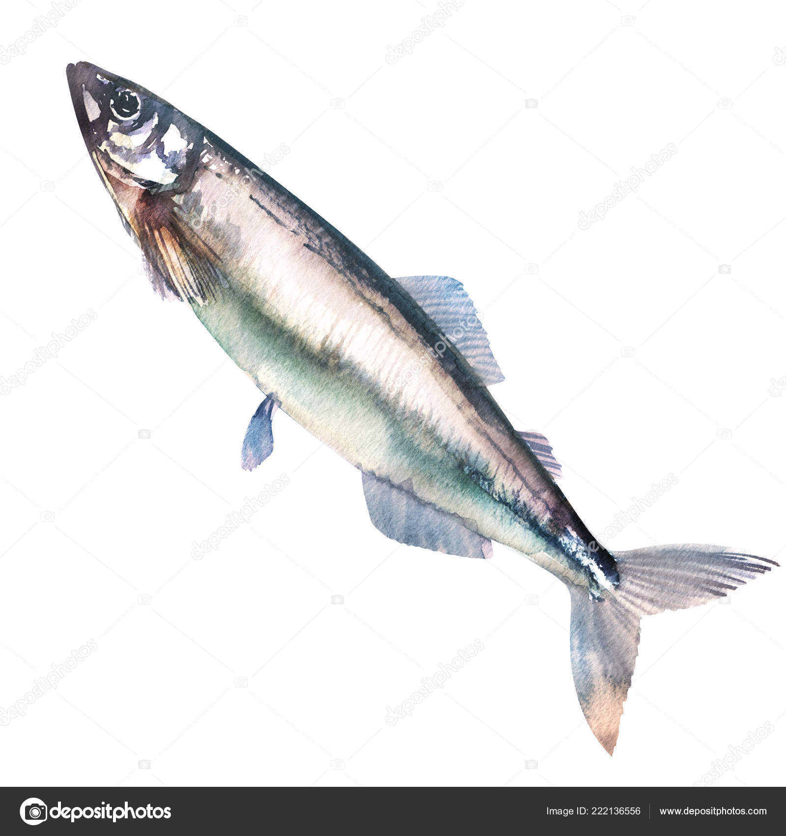 Capelin Fish