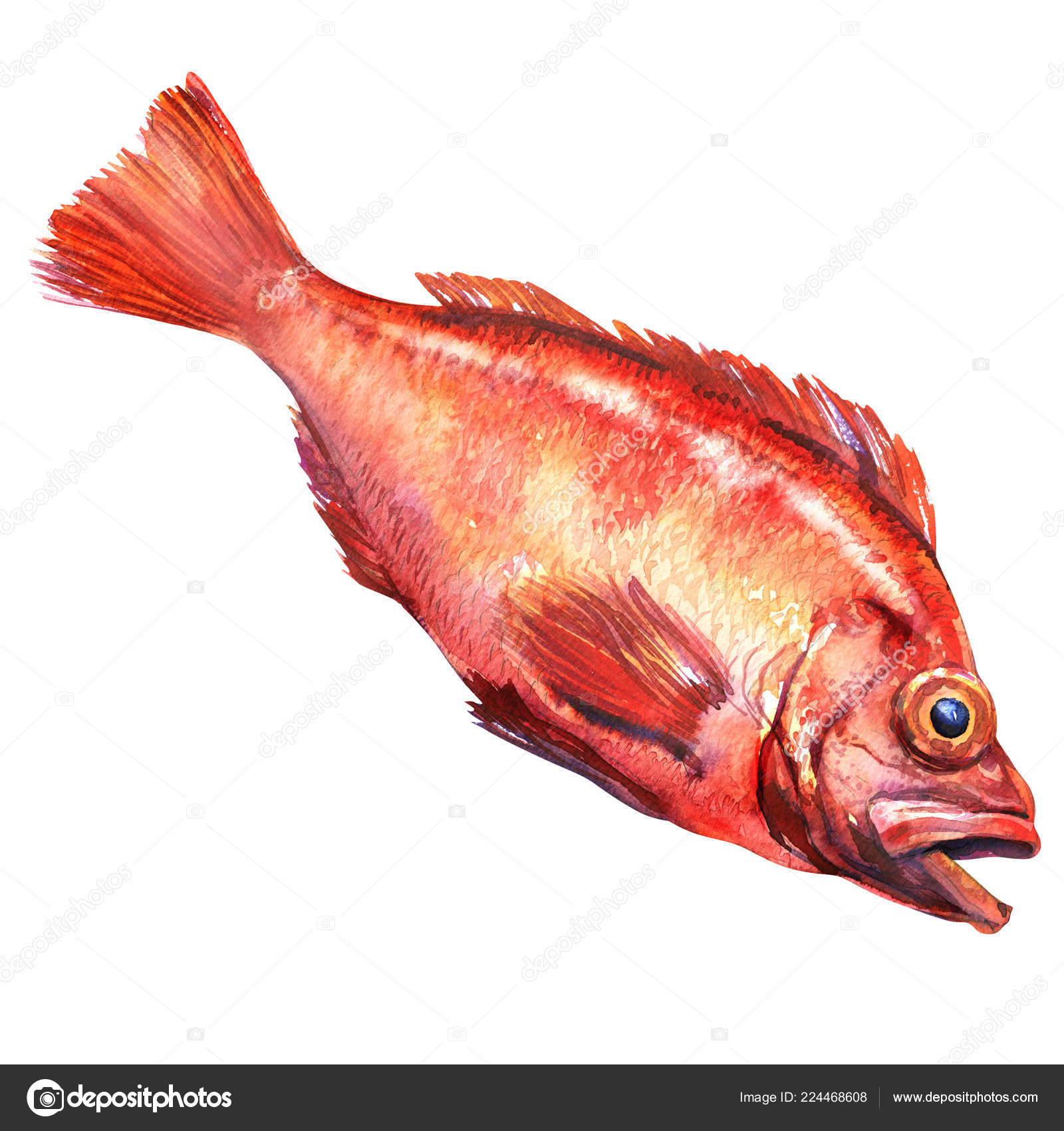 Redfish, the rose fish, Sebastes norvegicus, ocean perch, sea grouper ...