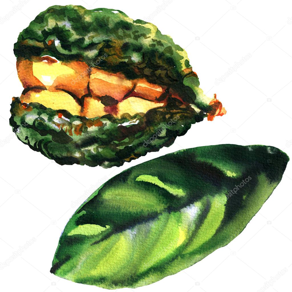 Nueces de cola, nuez de cola, fruta africana, planta de kola amarga ...