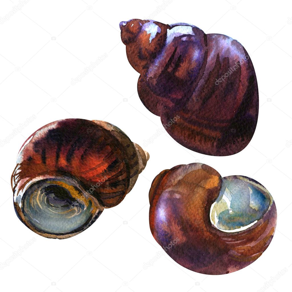 Caracol de río, concha, aislado, acuarela dibujada a mano ilustración ...