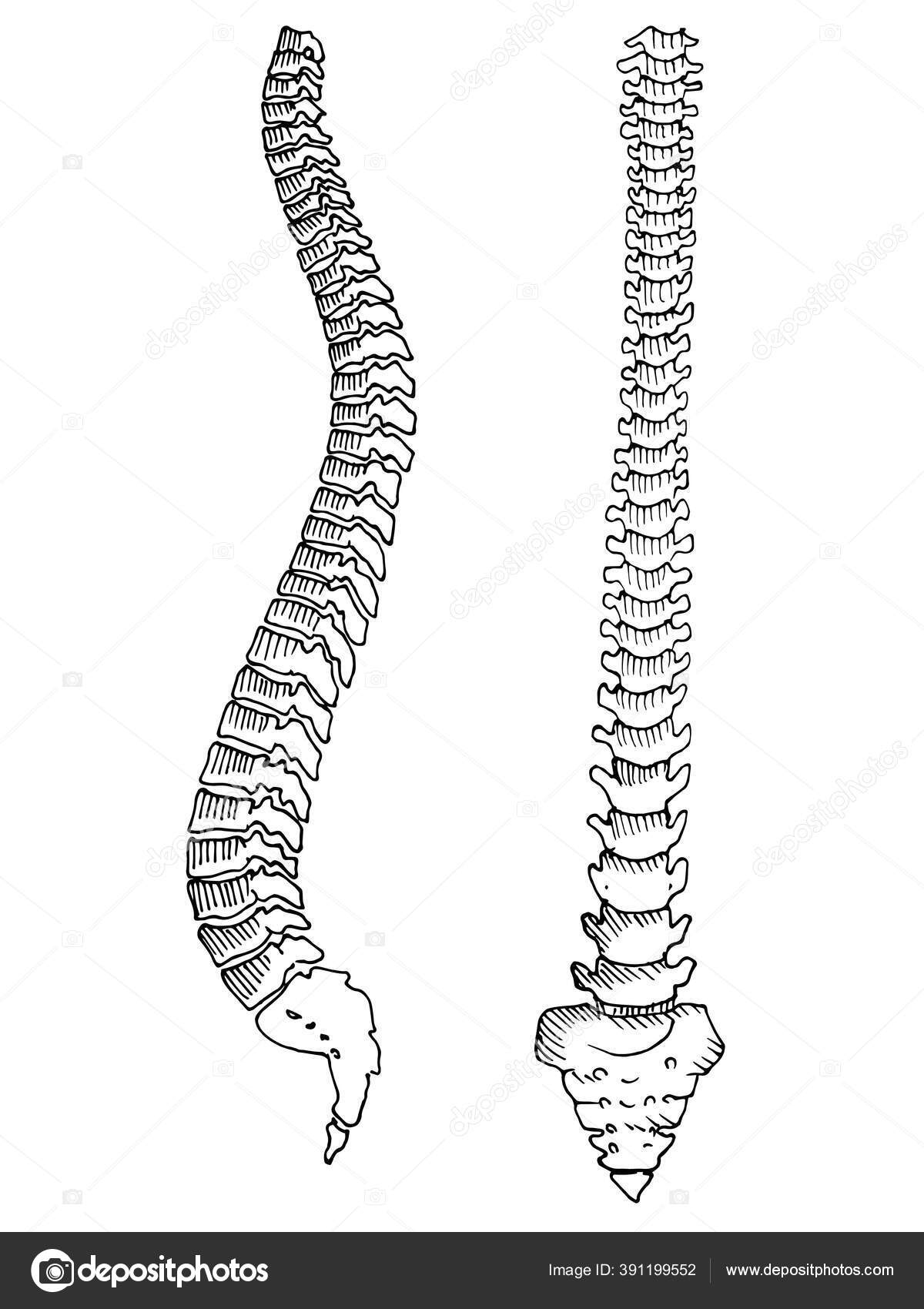 Human Spine Drawing