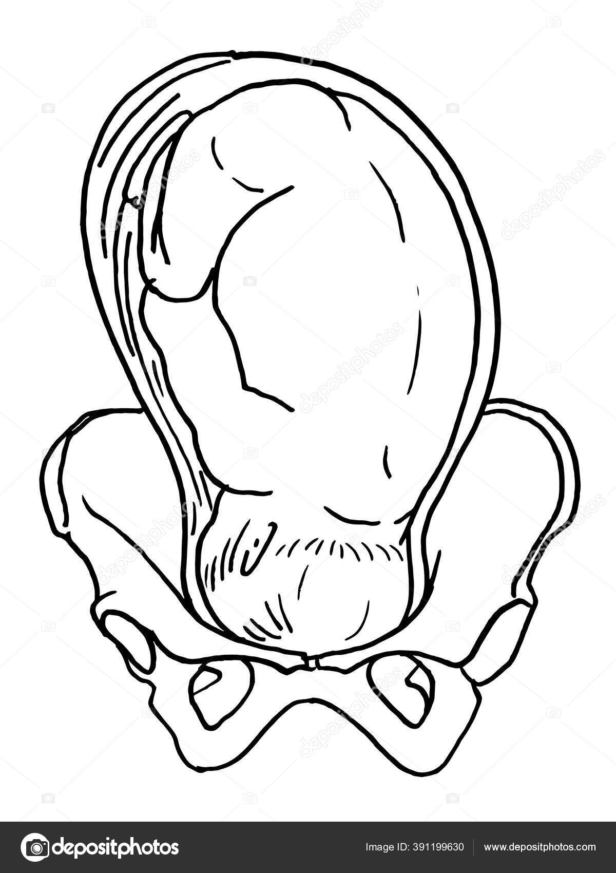 Dibujo Contorno Vectorial Del Embrión Humano Plantilla Editable Diseño ...