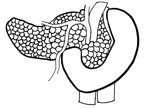 Pancreas Coloring Page