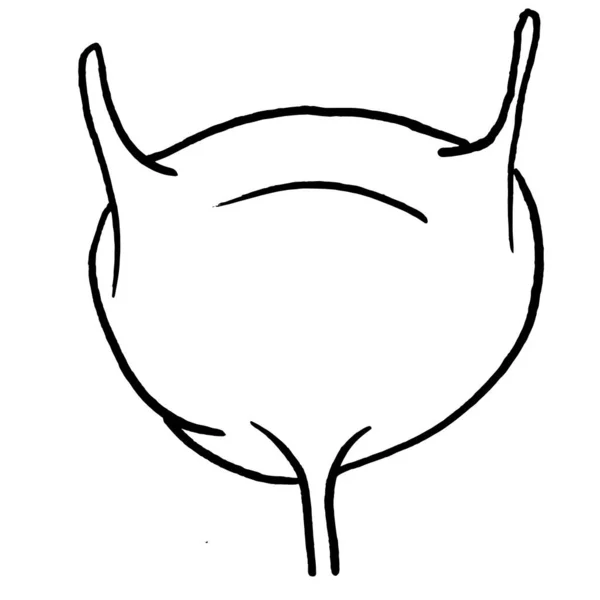 Contour Vector Outline Drawing Human Embryo Medical Design Editable ...