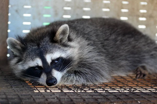 Raccoons Stock Photos, Royalty Free Raccoons Images | Depositphotos