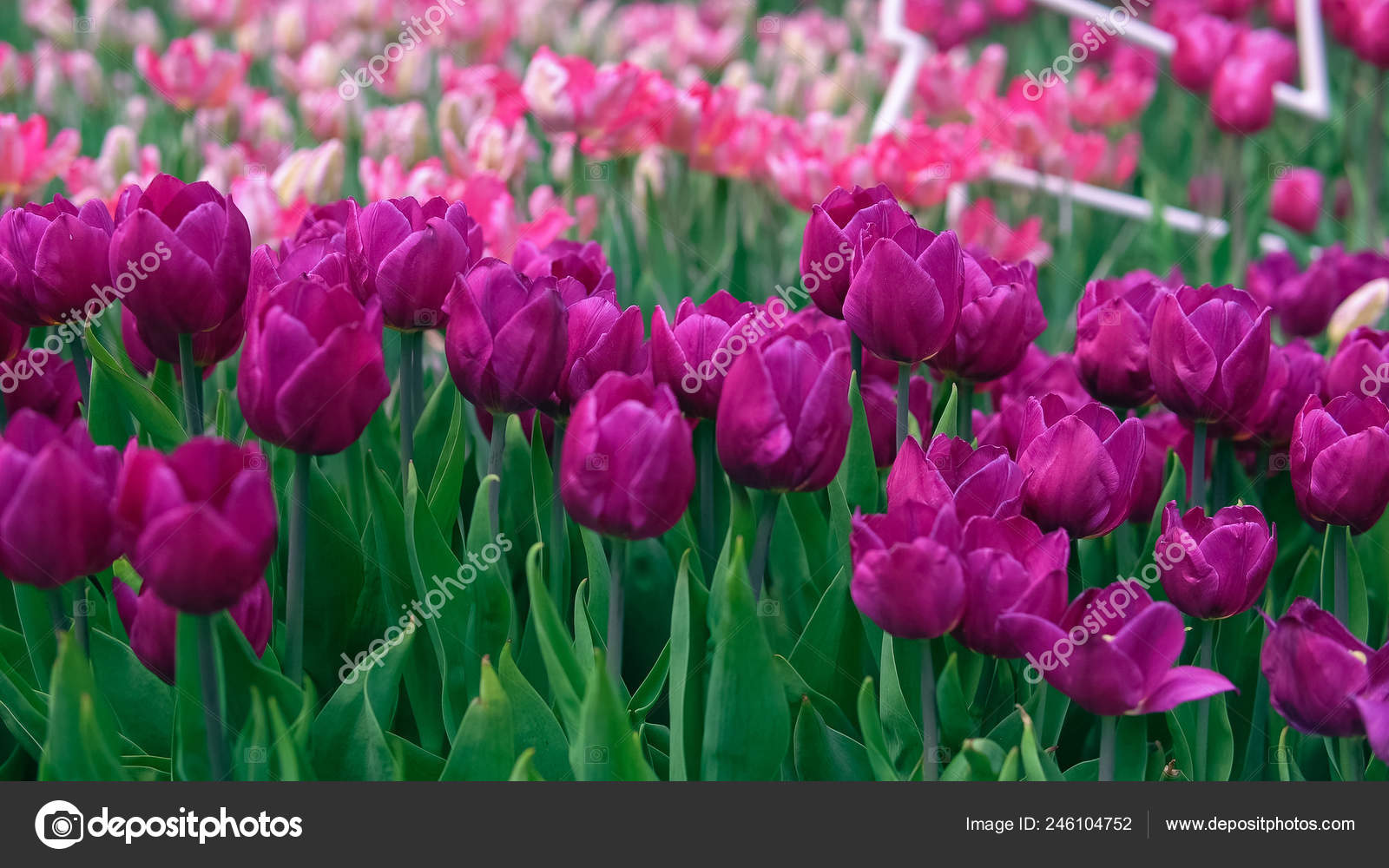 Tender colors of a spring garden Stock Photo by ©loginovVados 246104752