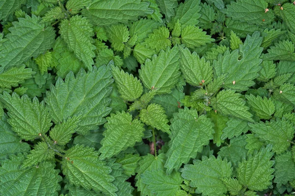 Nettle threads Stock Photos, Royalty Free Nettle threads Images ...