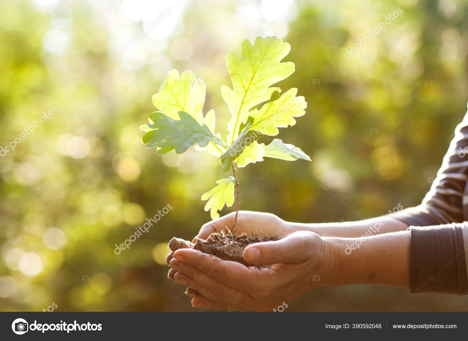 Environment Earth Day Hands Trees Growing Seedlings Oak Bokeh Green ...