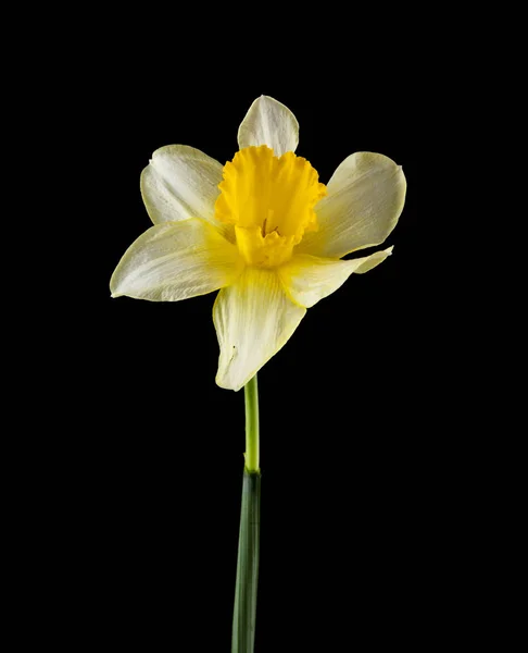 60,331,126 Daffodils Stock Illustrations | Depositphotos