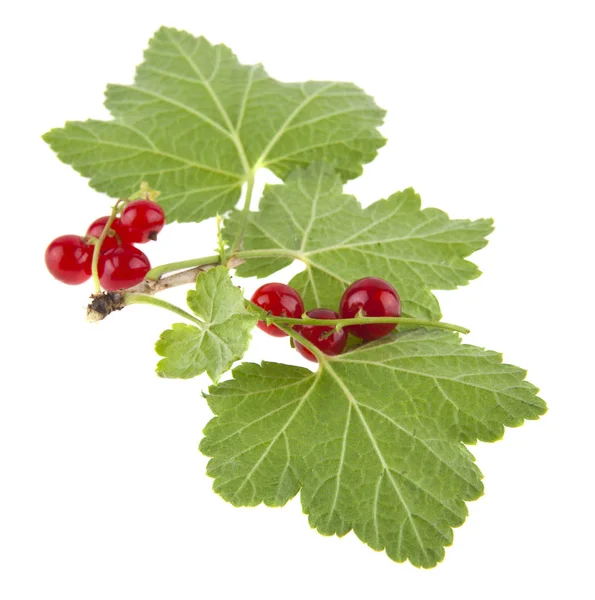 Groseille rouge vert feuille images libres de droit, photos de ...