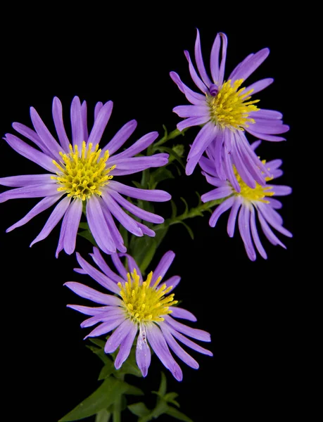 Lilas aster fleur Stock Photos, Royalty Free Lilas aster fleur Images ...
