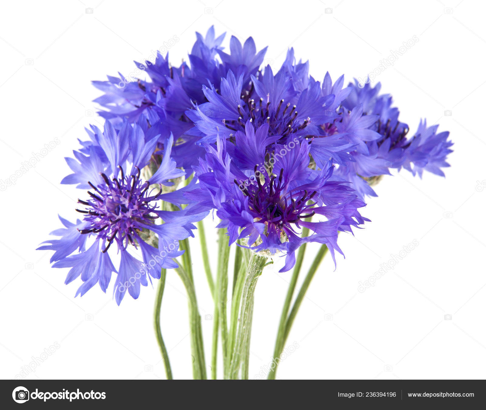 Flowers Centaurea Isolated White Background Stock Photo by ©valzan ...