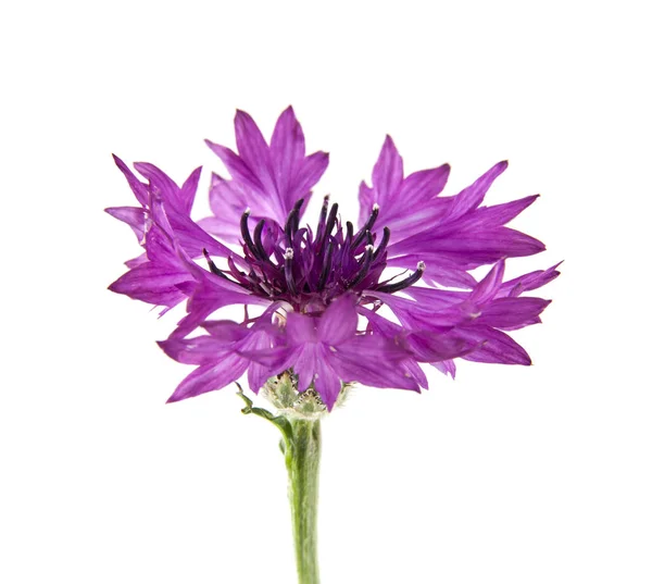 Pink Flowers Centaurea Isolated White Background Stock Photo by ©valzan ...