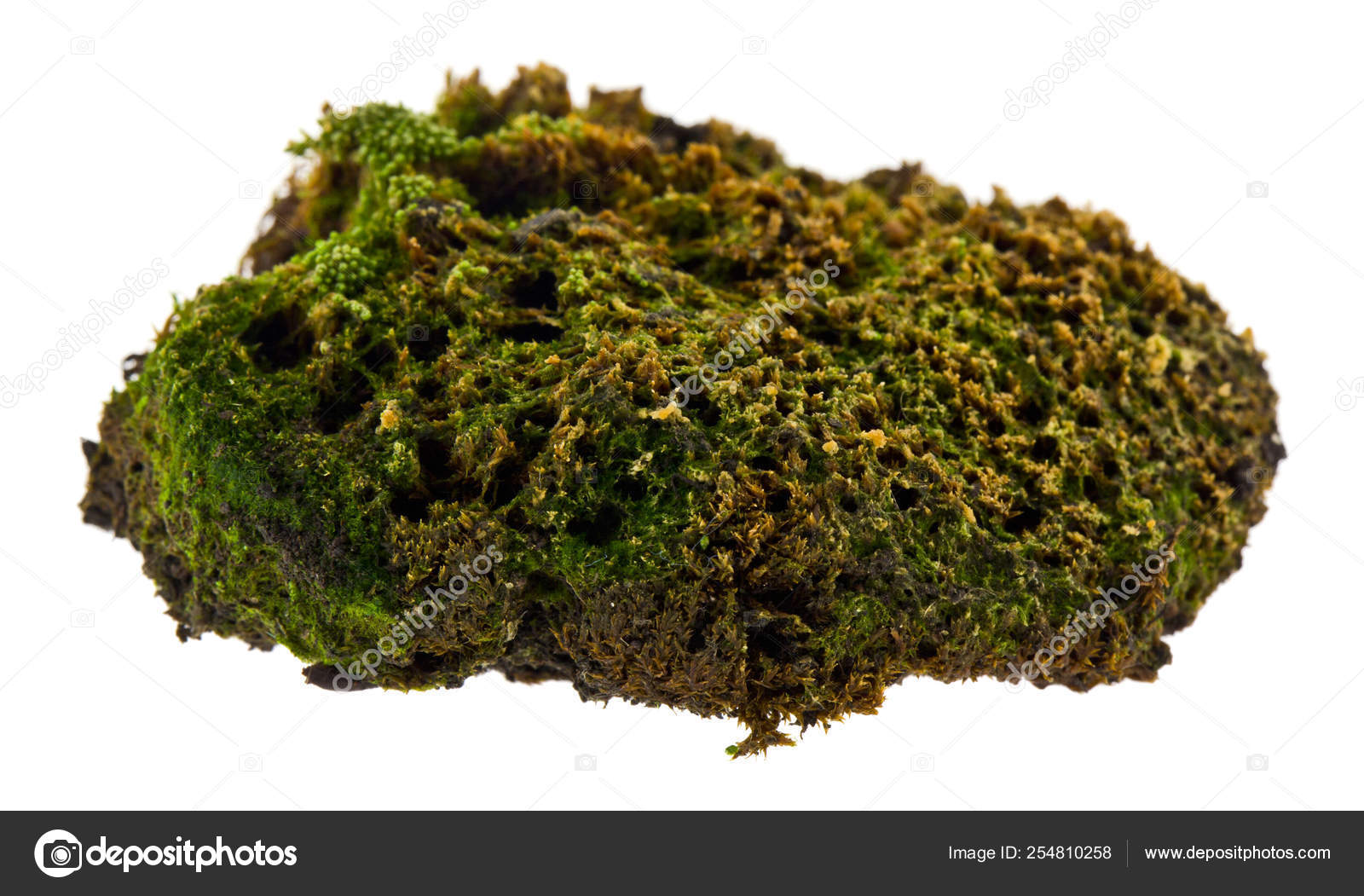 Old moss isolated on white background Stock Photo by ©valzan 254810258