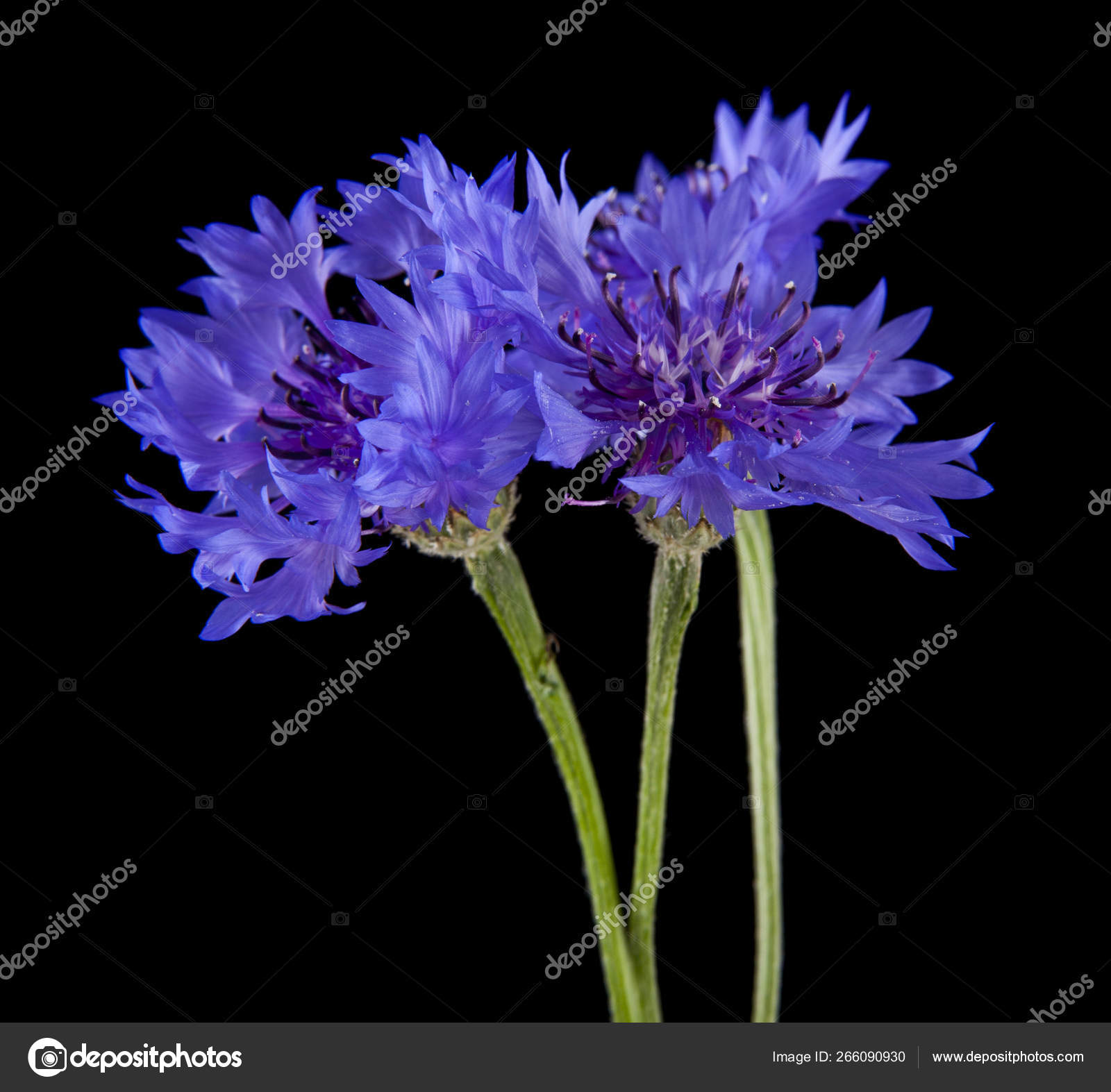 Flowers of Centaurea isolated on black background close-up Stock Photo ...