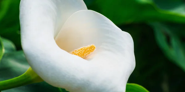 Cala lily flower Stok Foto, Cala lily flower Gambar Bebas Royalti ...