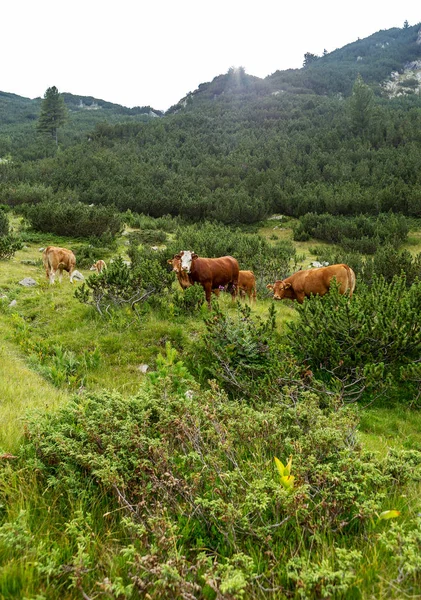 Vacas asturianas Stock Photos, Royalty Free Vacas asturianas Images ...