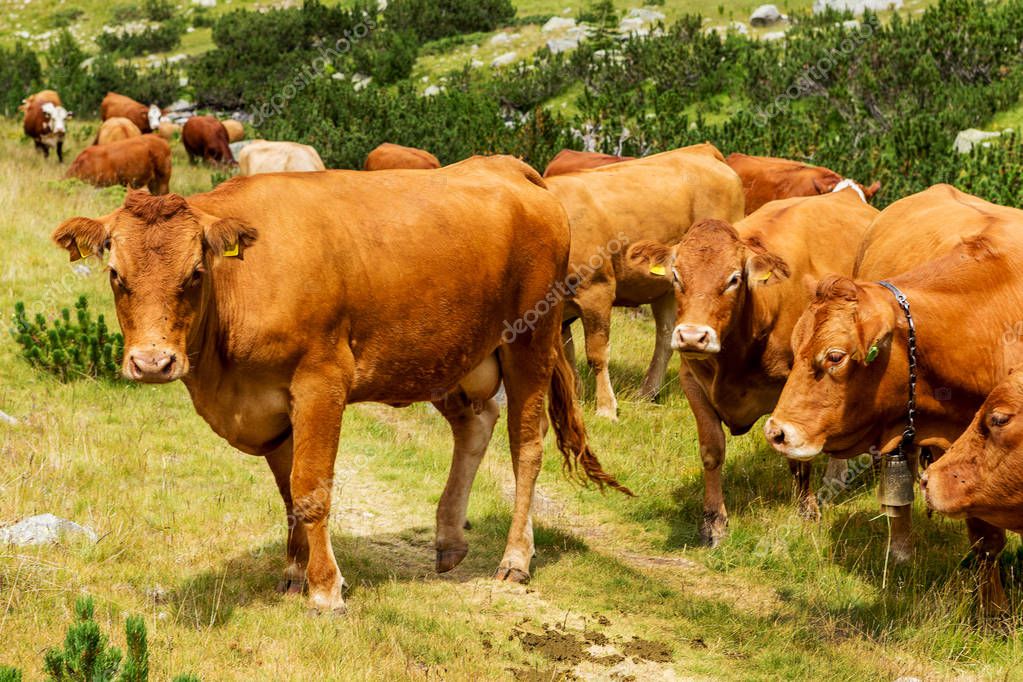 Paisaje idílico de verano en las montañas con vacas pastando en verdes ...