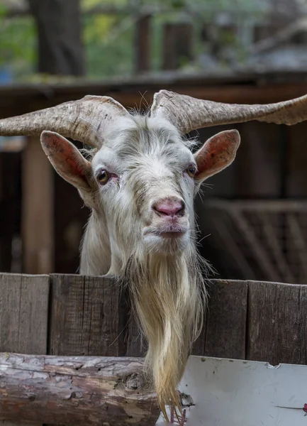 Curly goat Stock Photos, Royalty Free Curly goat Images | Depositphotos