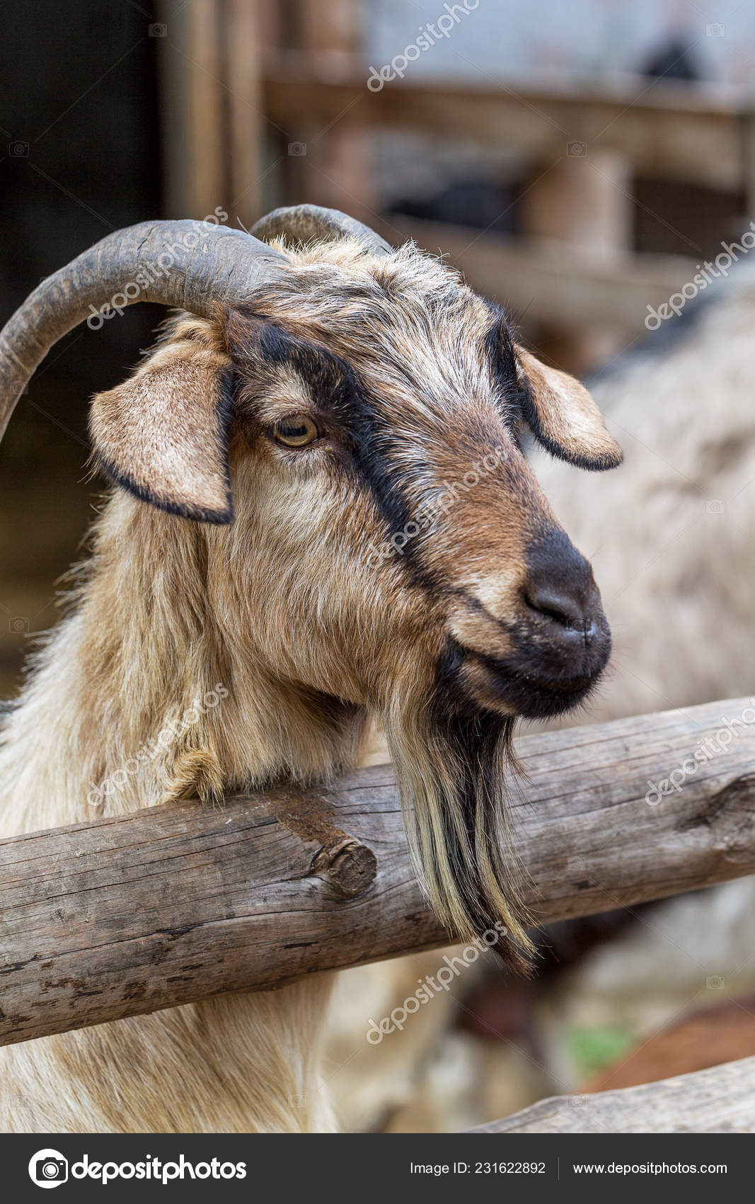 Goat Head Peeking Fence Curious Goat Big Beard Goat Sheep — Stock Photo ...