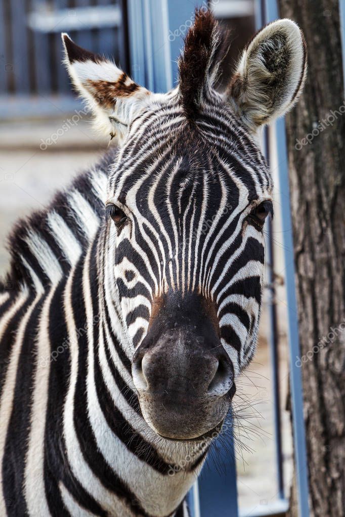 Cabeza, cara de cebra de cerca. Artiodactyla mammals zebra in zoo cage ...