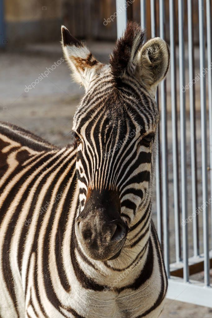 Cabeza, cara de cebra de cerca. Artiodactyla mammals zebra in zoo cage ...