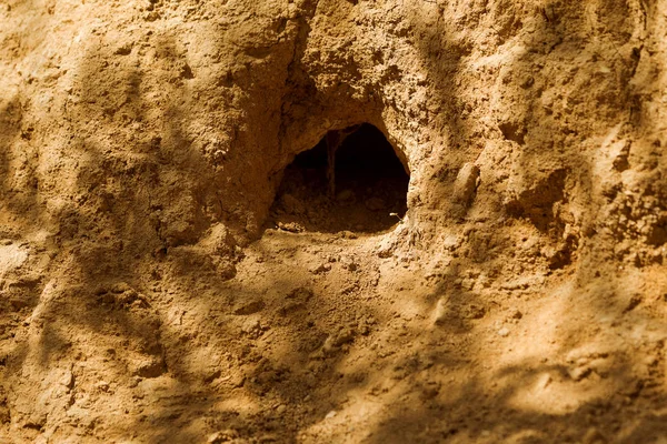 Burrowing Animals Weathering