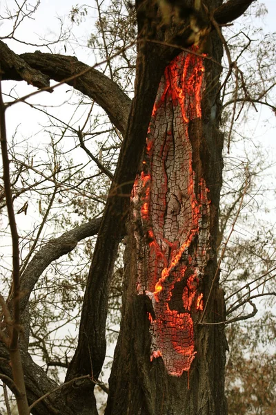 Forest fire. fallen tree is burnt on ground lot of smoke when vildfire ...