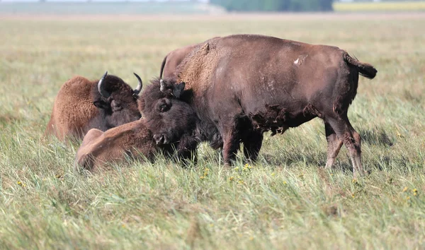 Beautiful Herd Buffaloes Resting High Grass National Safari Park ...