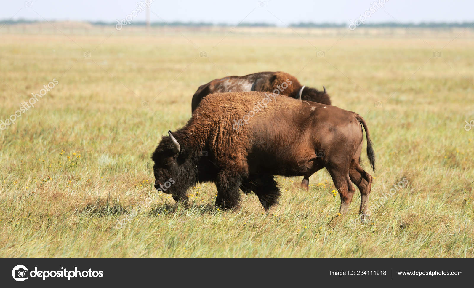 Beautiful Herd Buffaloes Resting High Grass National Safari Park ...
