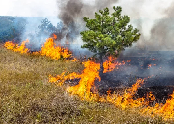 Severe drought. Forest fires in the dry wind completely destroy the ...