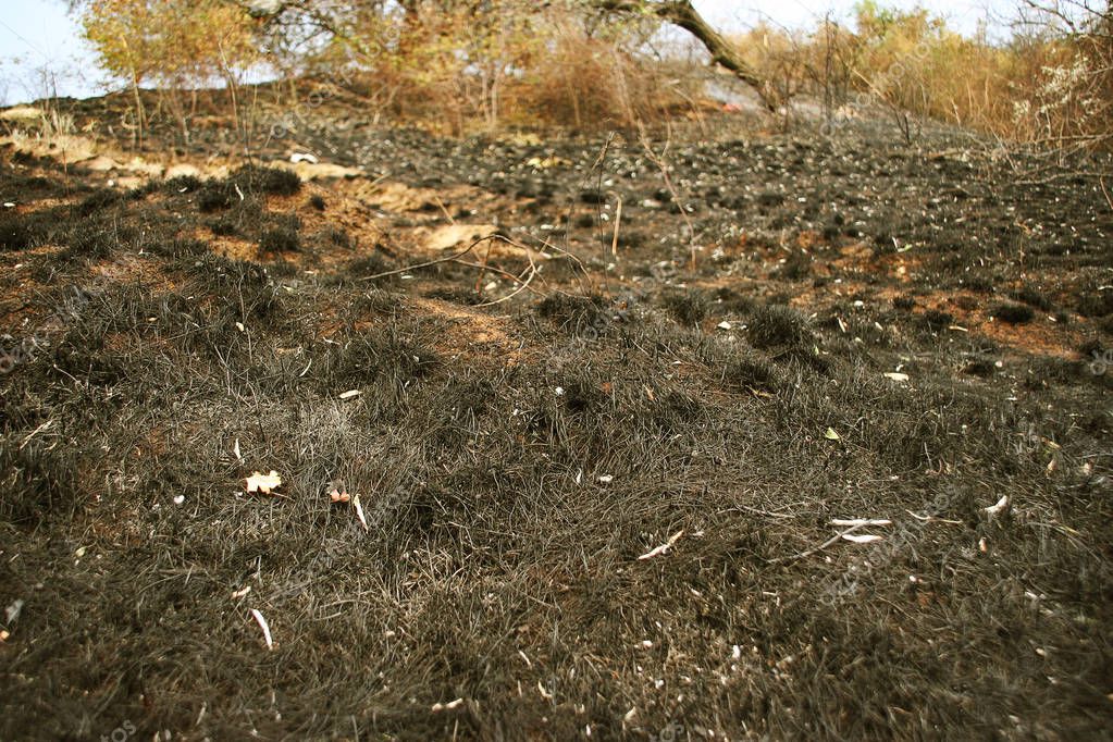 Fuego forestal. árbol caído se quema en el suelo mucho humo cuando ...